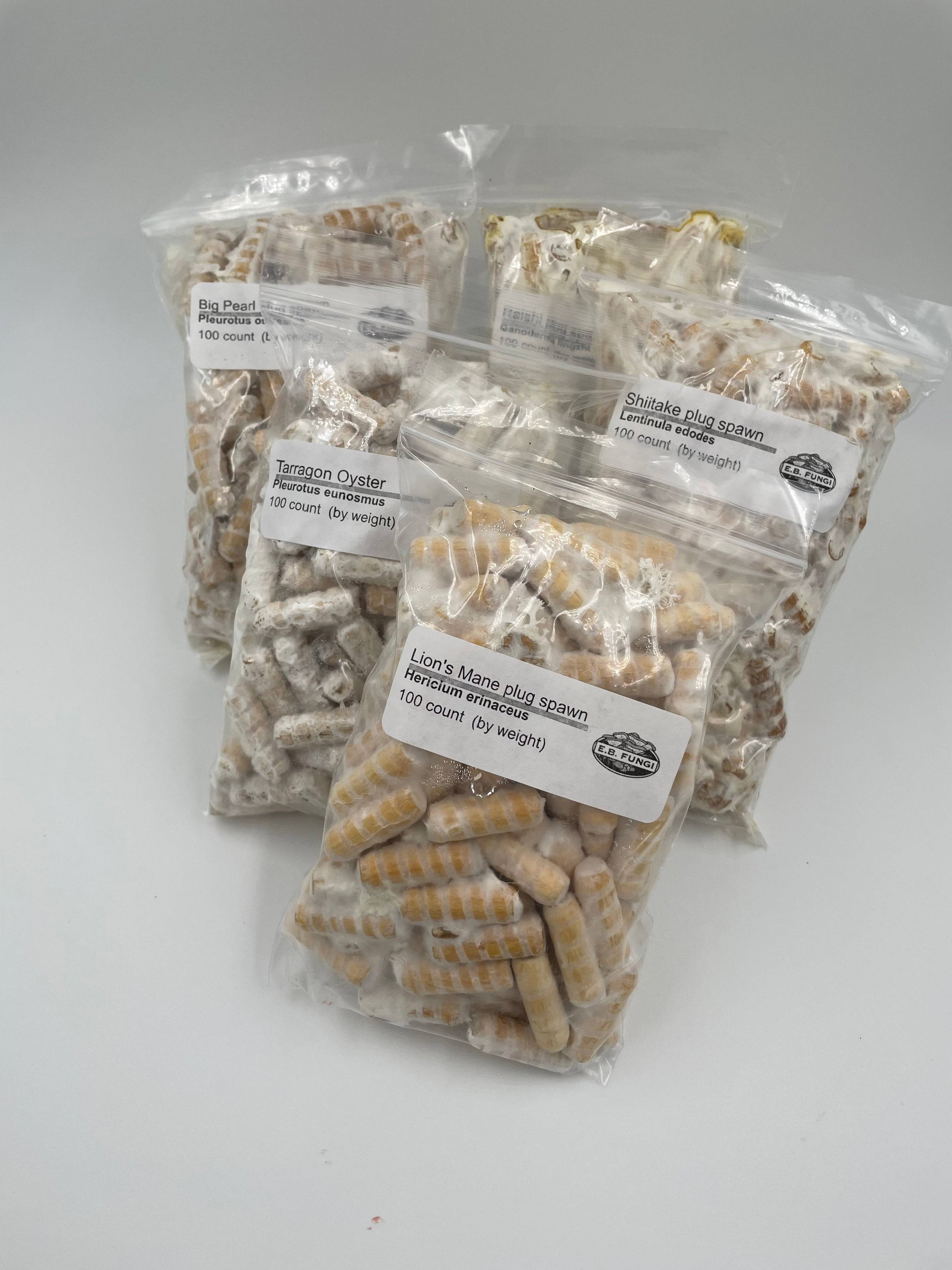 100 Count Gourmet Mushroom Plug Spawn | E.B.Fungi llc